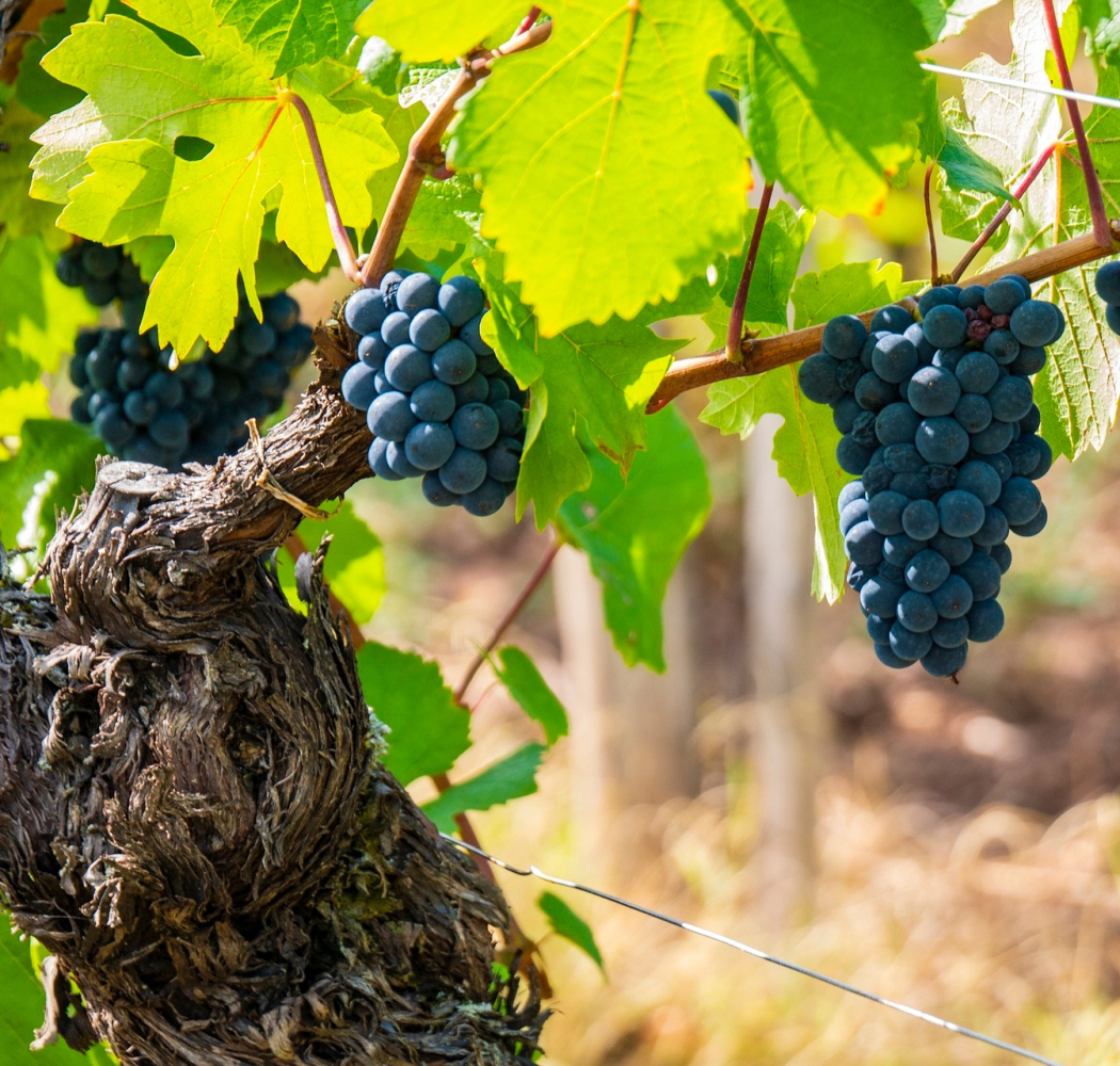 Corso vino Gambero Rosso sui vini del Rodano meridionale